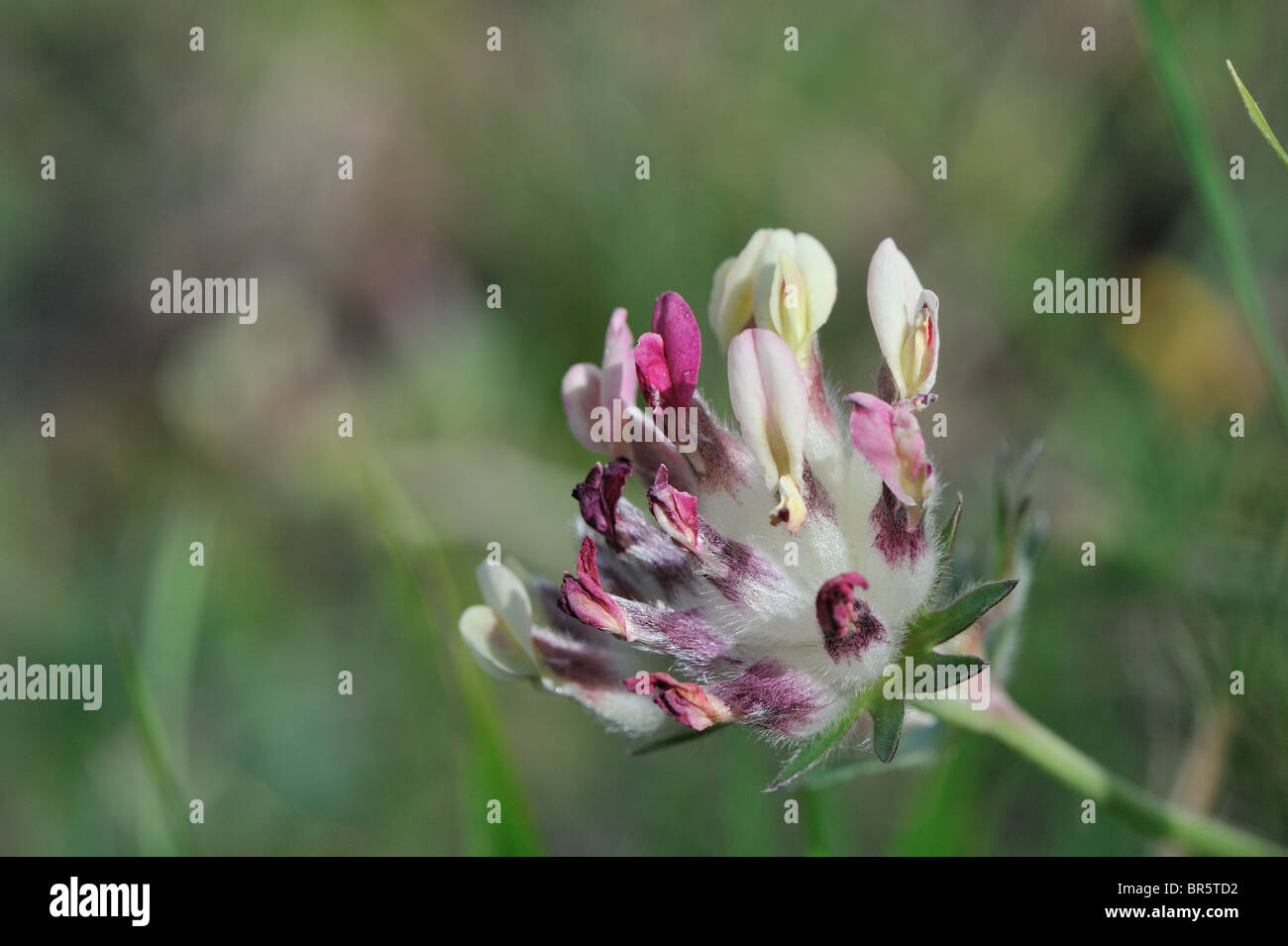 Common kidneyvetch - Kidney vetch (Anthyllis vulneraria) flowering in ...