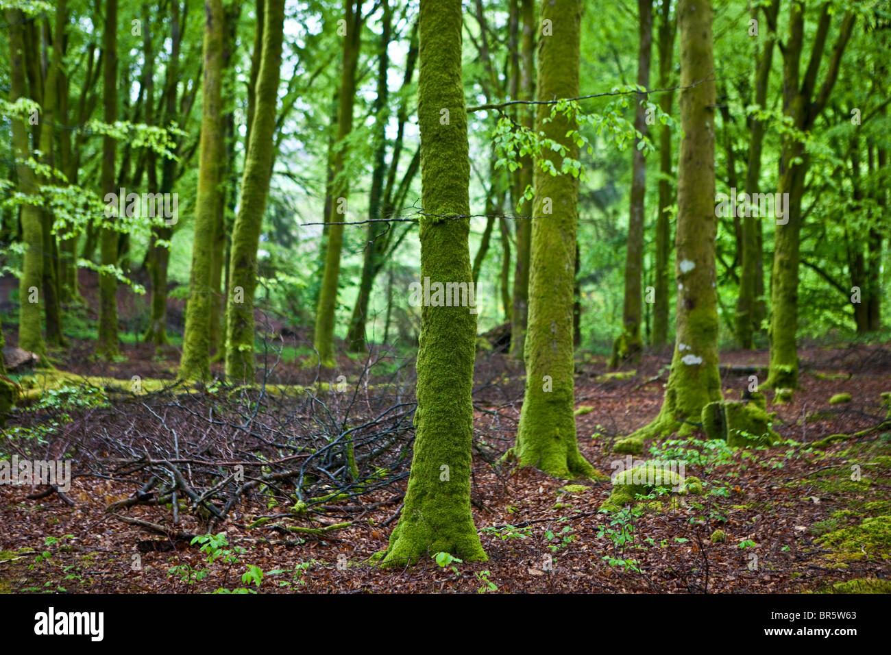 Woodland trees covered in green moss on Dartmoor, Devon, UK Stock Photo ...