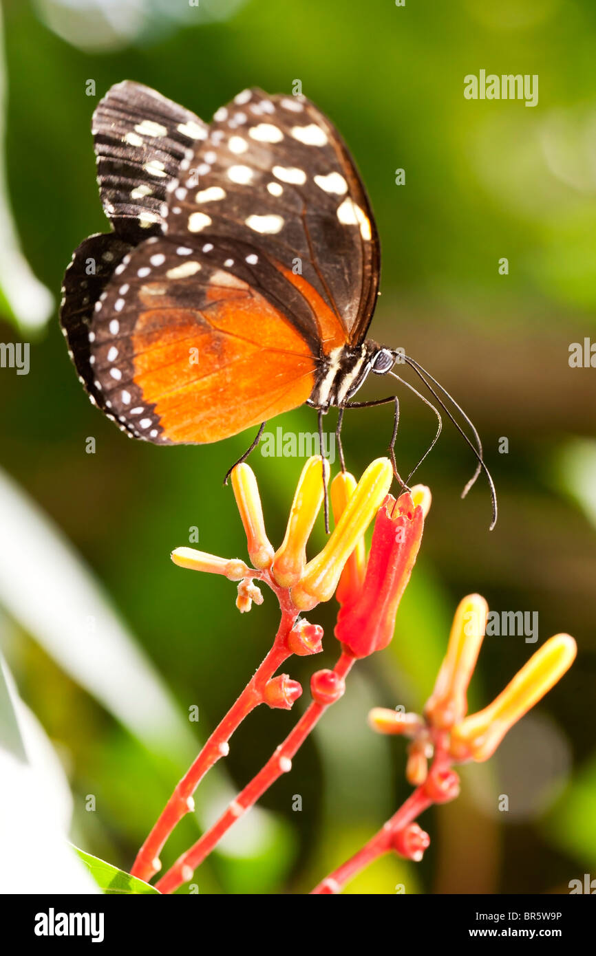 Monarch butterfly (Danaus plexippus Stock Photo - Alamy