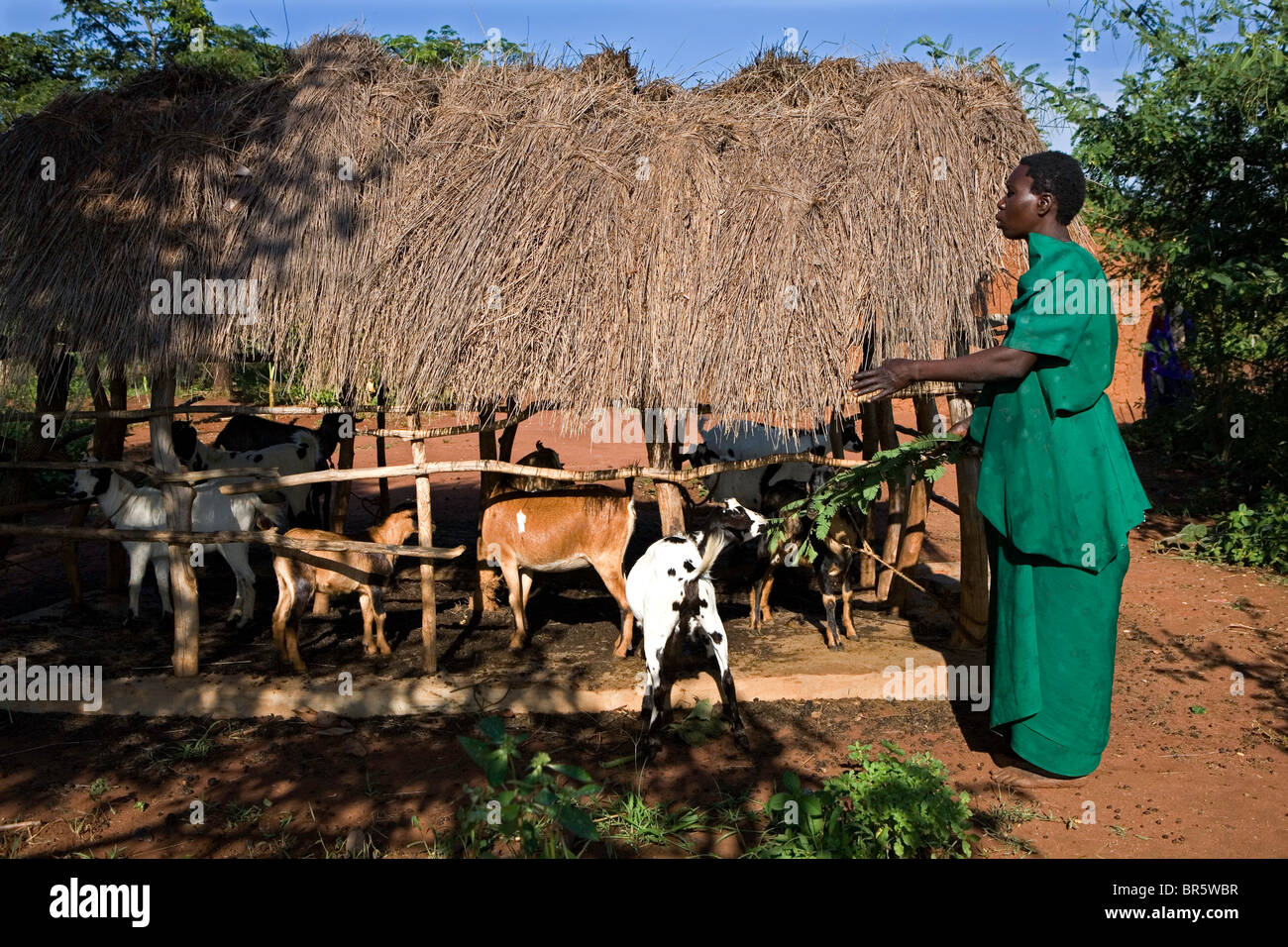 Uganda farmer goats hi-res stock photography and images - Alamy