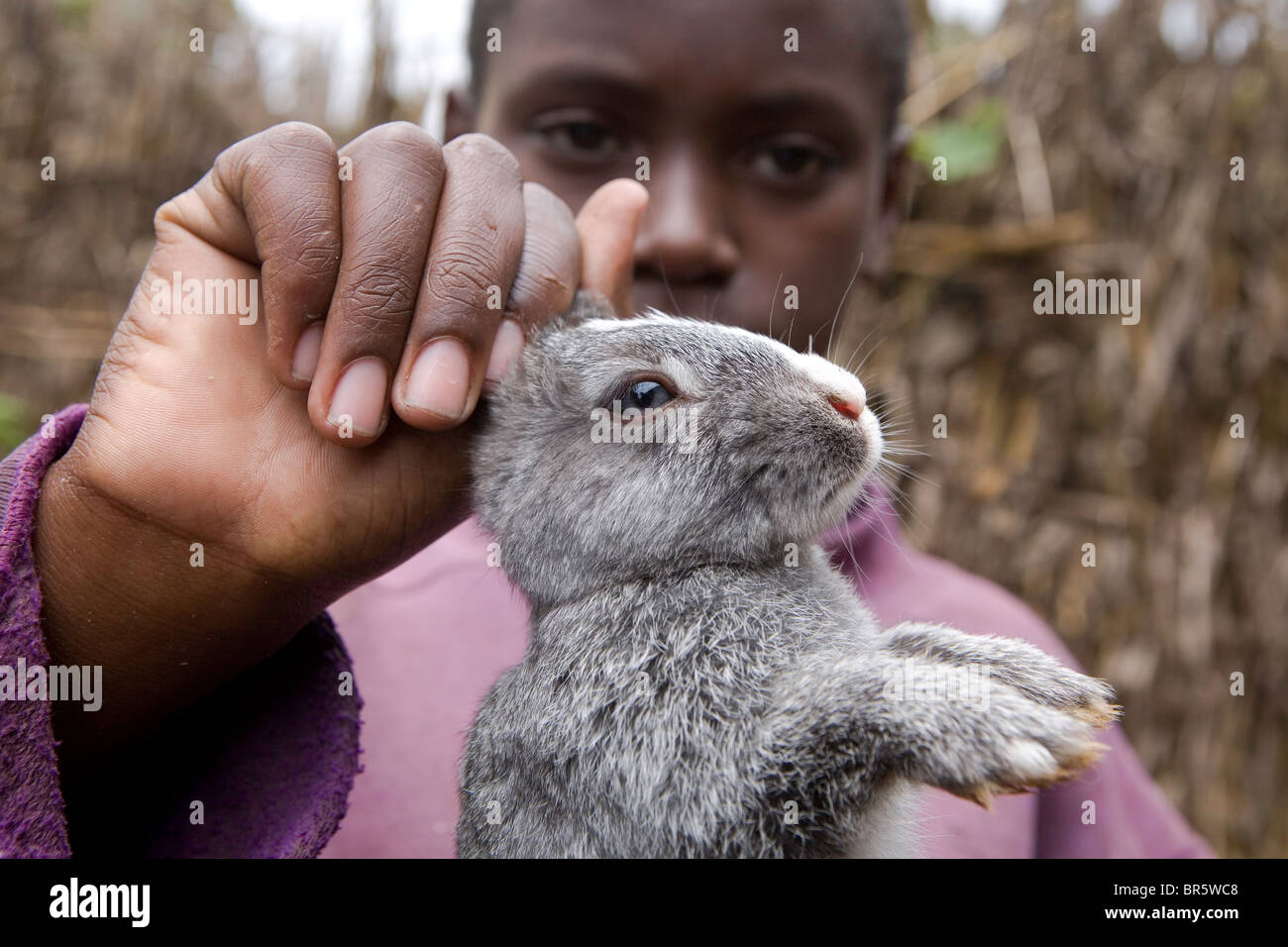 African rabbits High Resolution Stock Photography and Images - Alamy