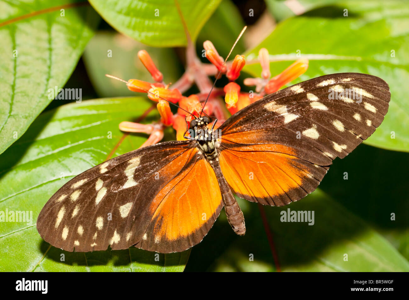 Longwing butterfly (Heliconius erato Stock Photo - Alamy