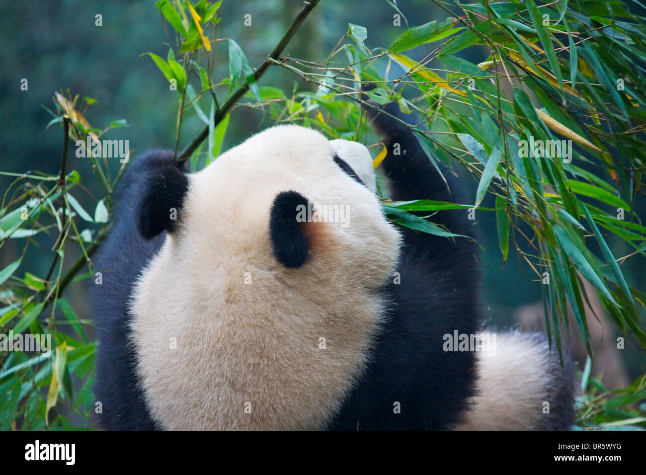 Giant panda cub eating hi-res stock photography and images - Alamy