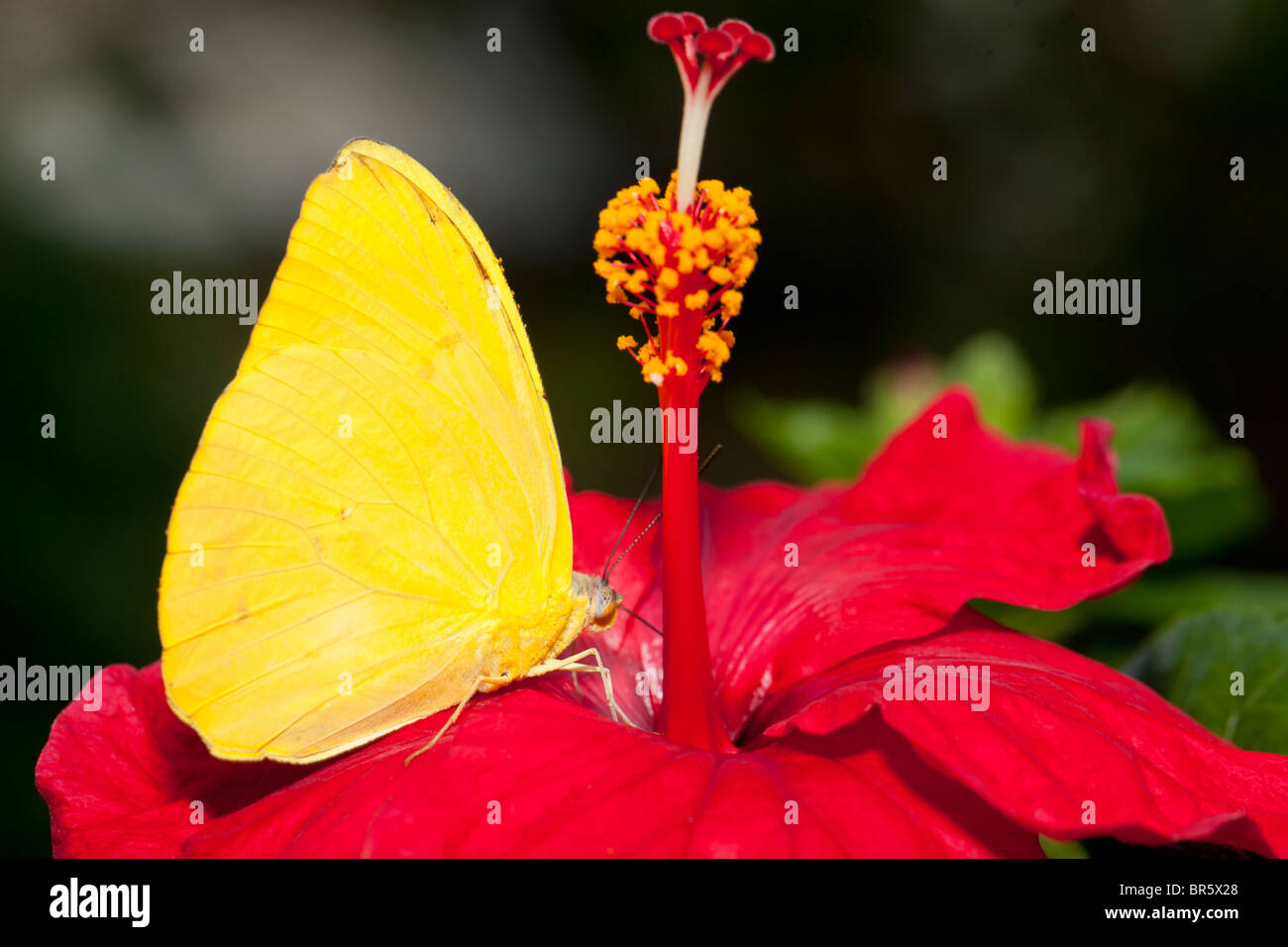 Pomona hi-res stock photography and images - Alamy