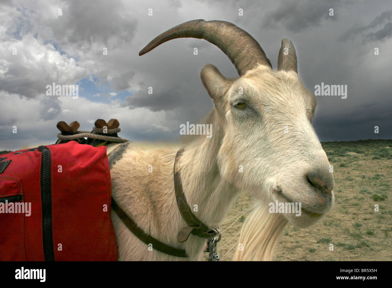 Goat packing hi-res stock photography and images - Alamy