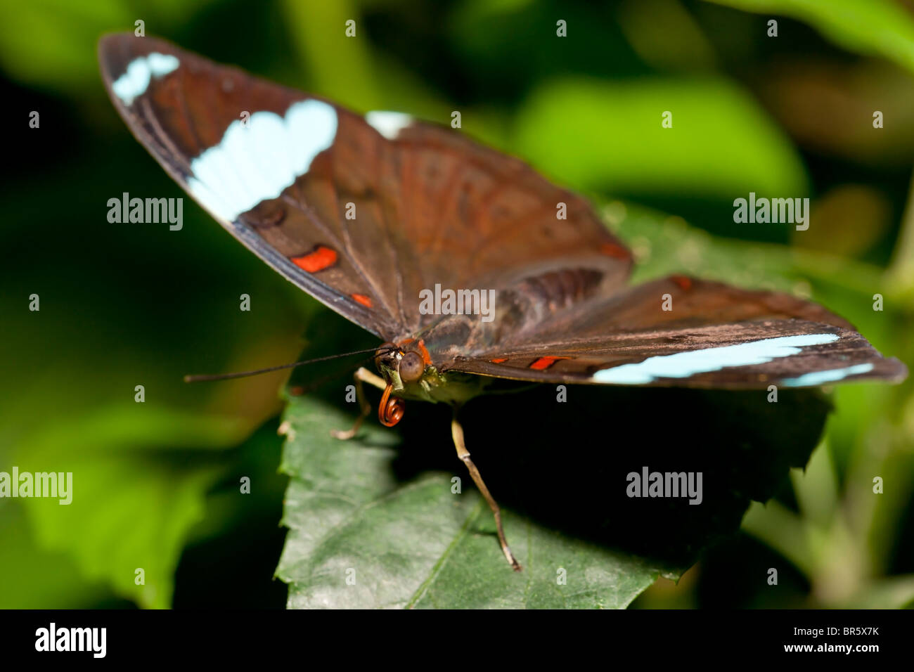 Longwings hi-res stock photography and images - Alamy