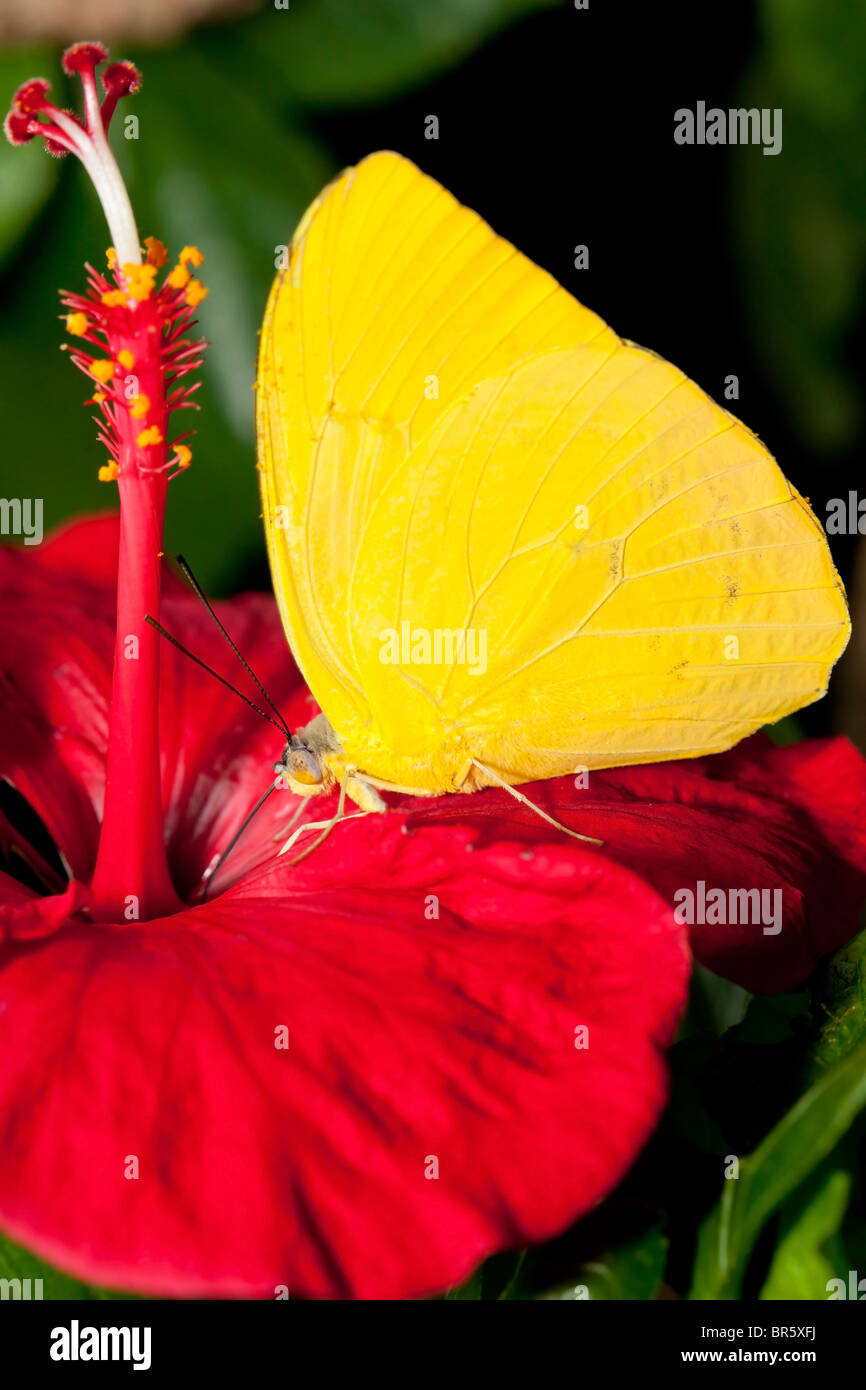 Pomona hi-res stock photography and images - Alamy