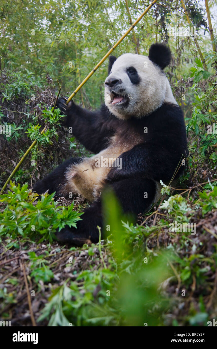 Qinling Panda High Resolution Stock Photography and Images - Alamy
