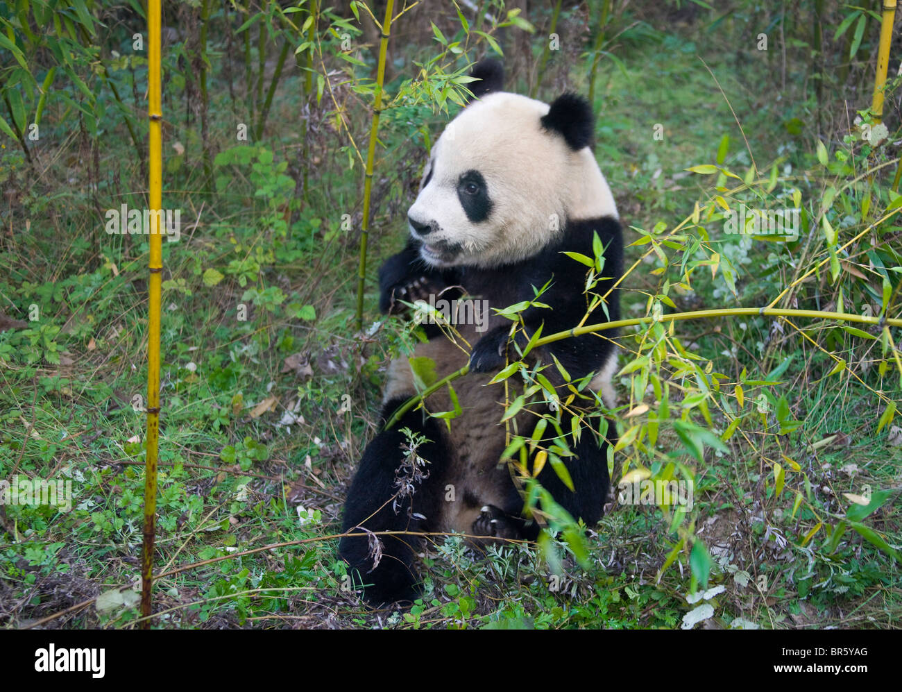 Qinling Panda High Resolution Stock Photography and Images - Alamy