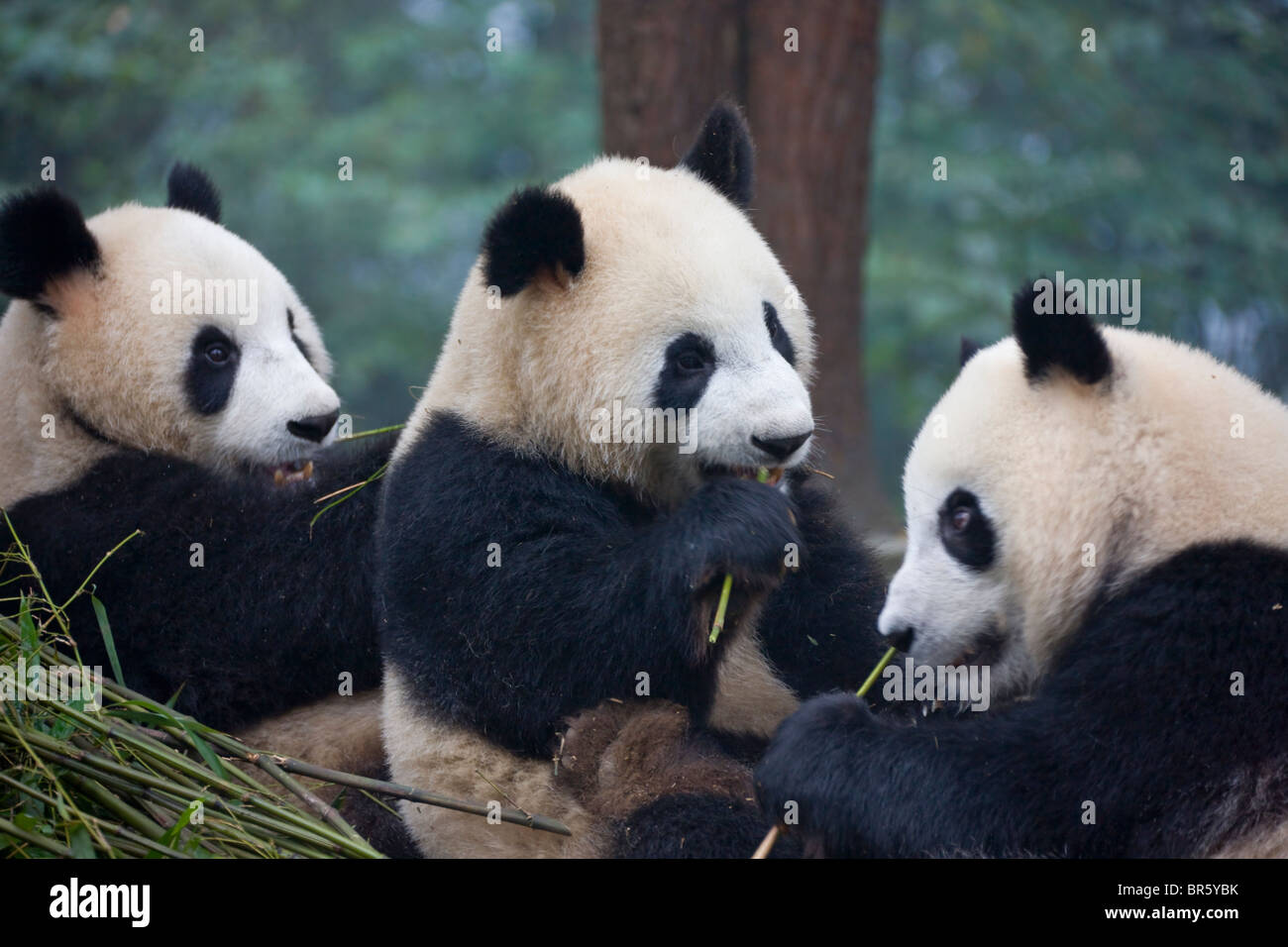 Three giant pandas hi-res stock photography and images - Alamy
