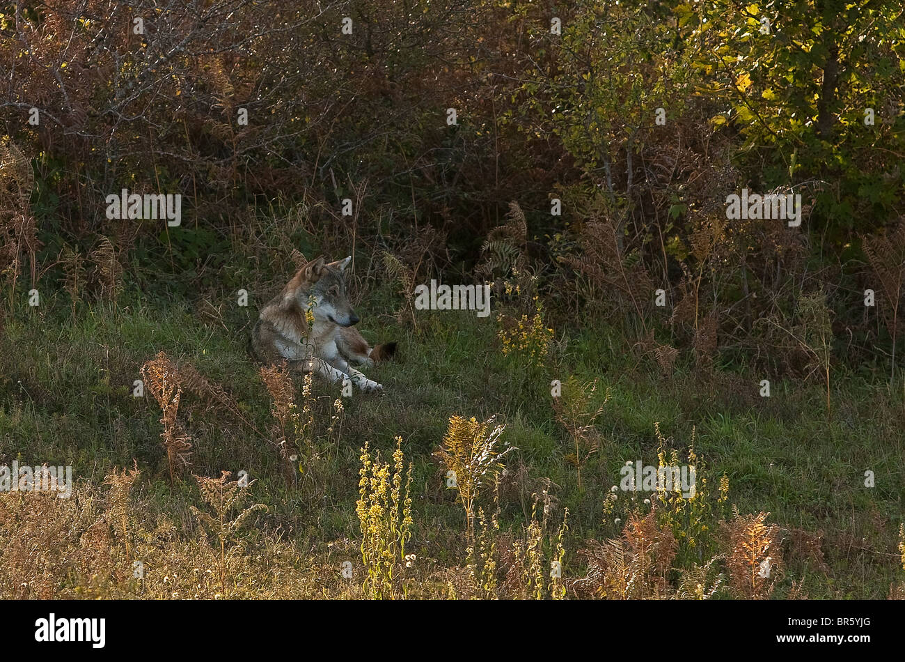 wild wolf resting in Umbrian countryside Italy Stock Photo - Alamy