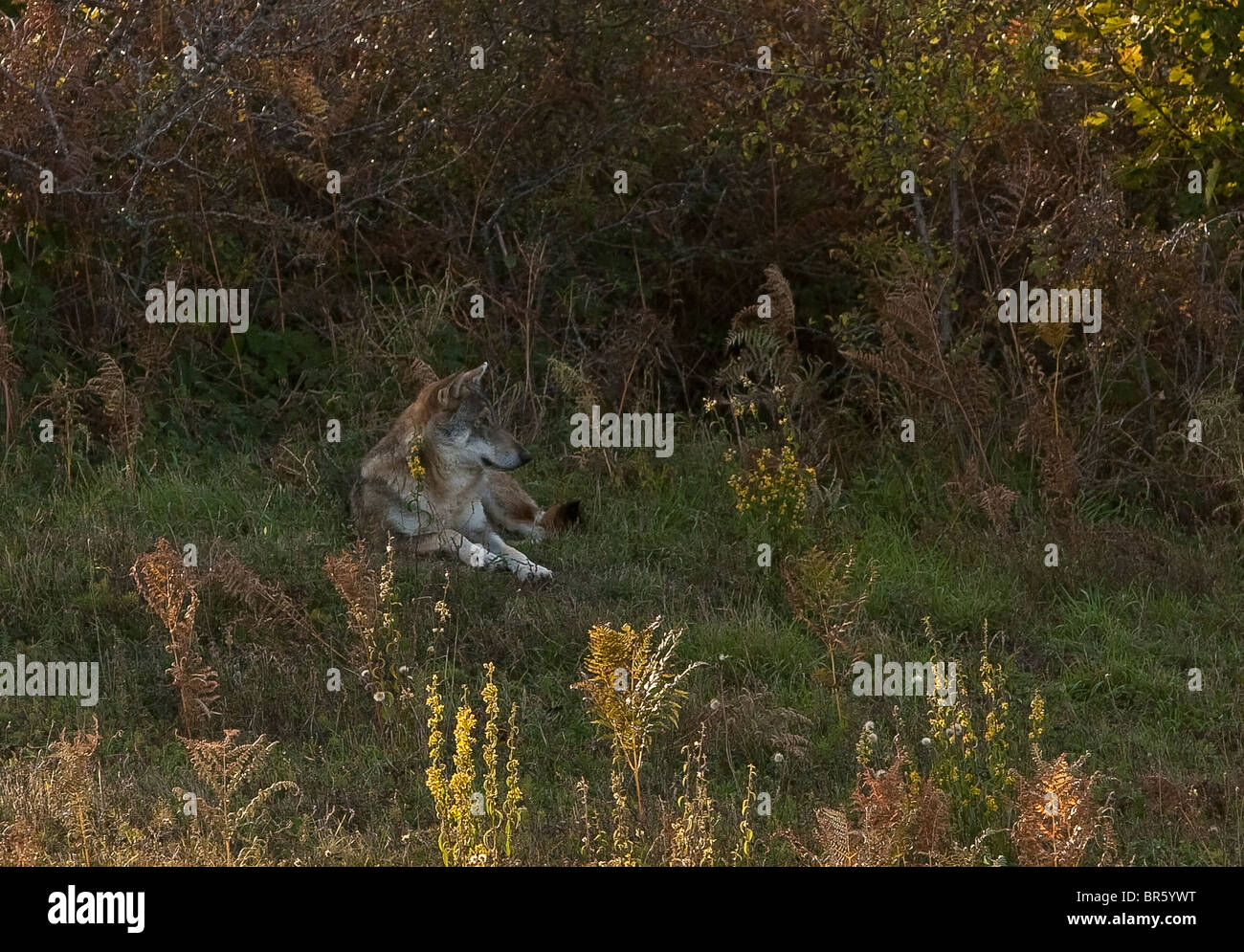 Italian wolf animal hi-res stock photography and images - Alamy