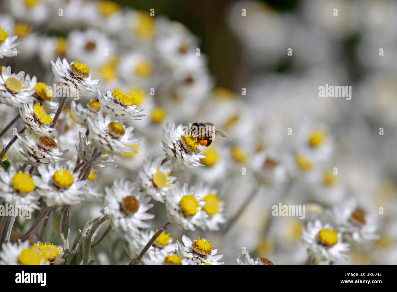 Bee pollinating Syncarpha argyropsis flower . (common names ...