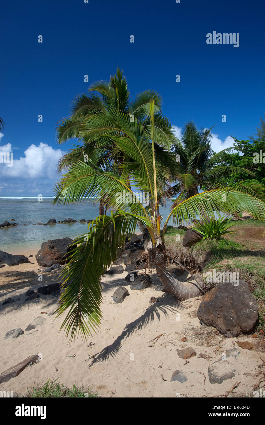 Hawaii kauai tree hi-res stock photography and images - Alamy