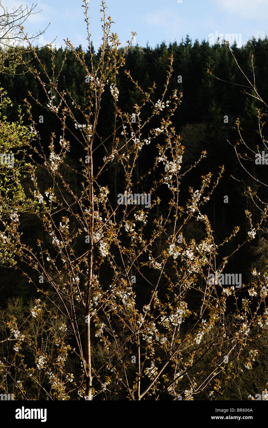 Gean tree hi-res stock photography and images - Alamy