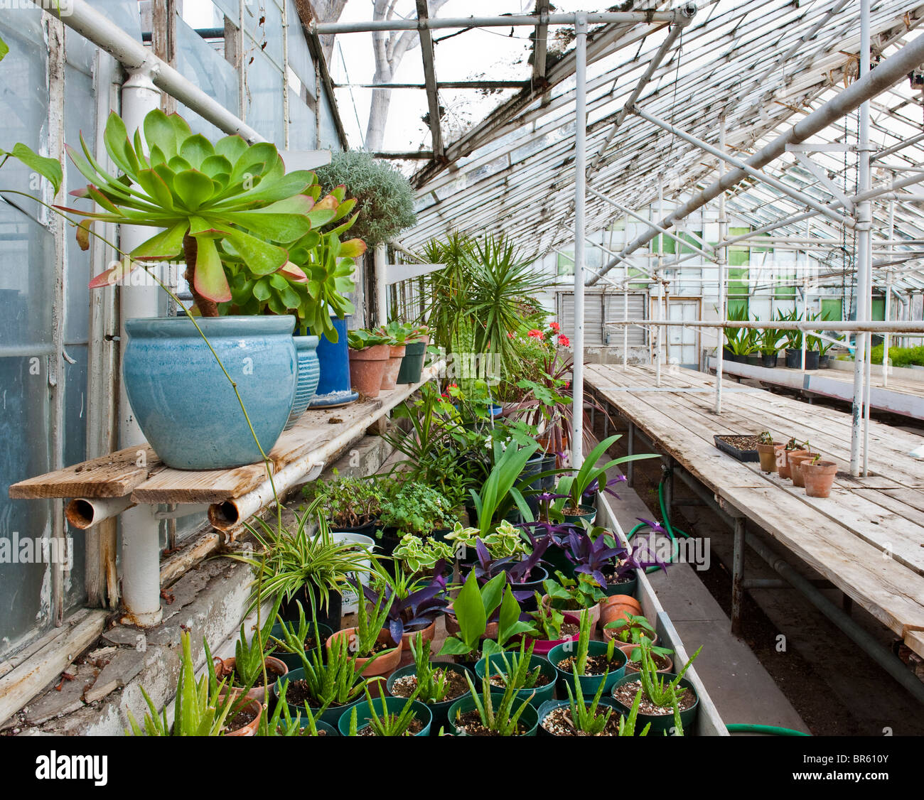 Horticultural Greenhouse High Resolution Stock Photography and Images - Alamy