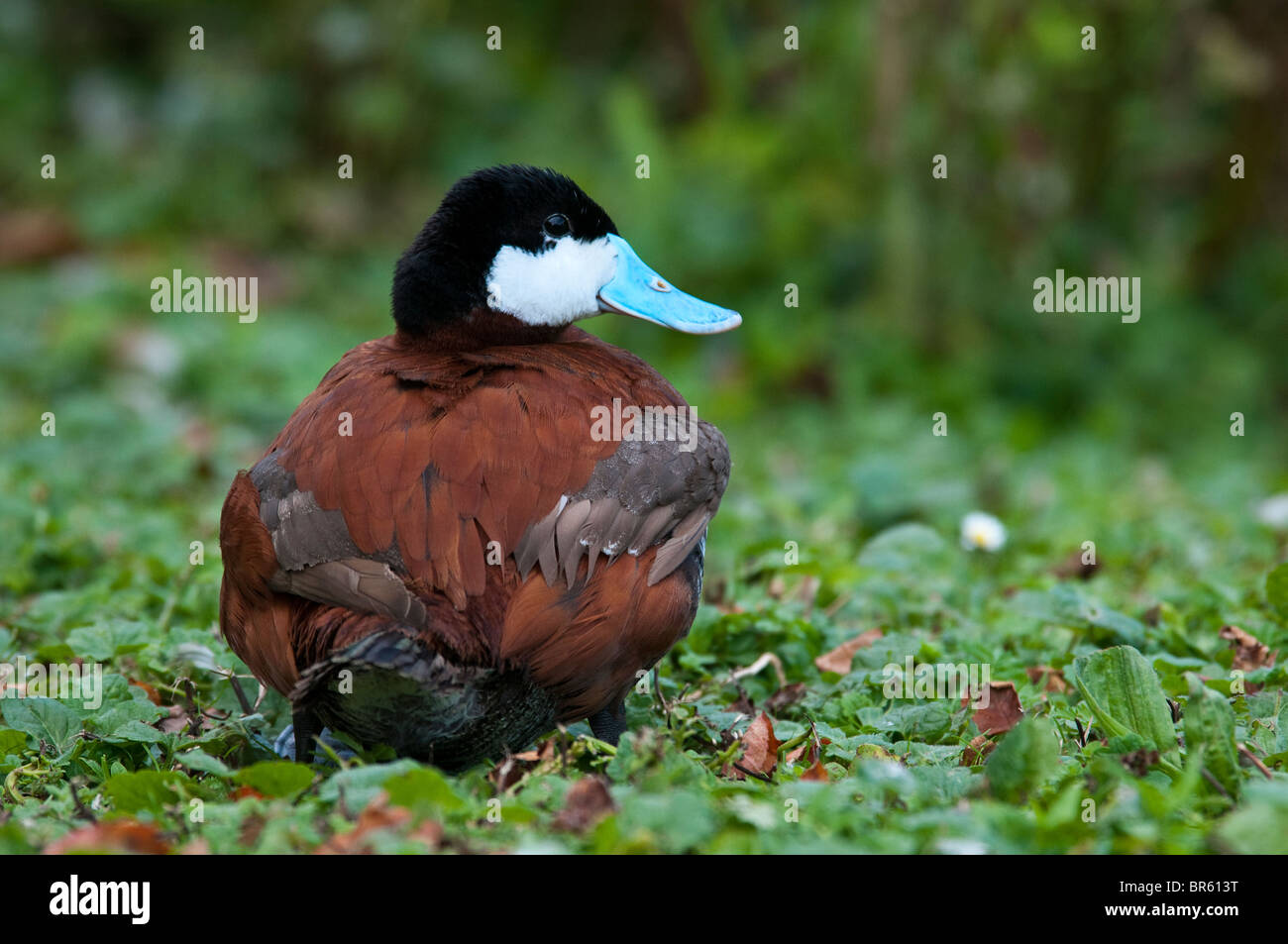 Blue bill duck hi-res stock photography and images - Alamy