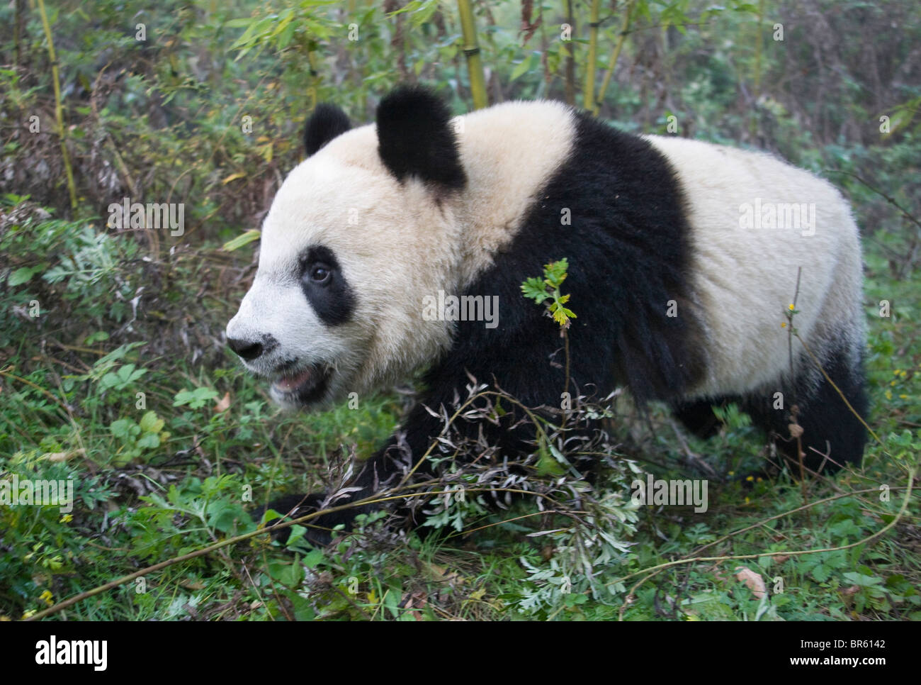 Qinling Panda