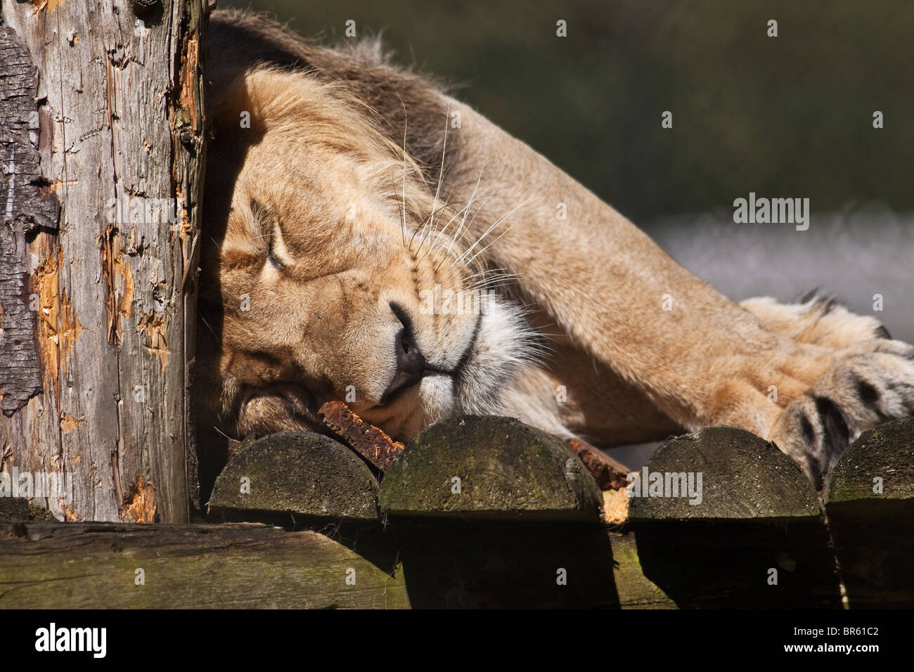 Powerful lion hi-res stock photography and images - Alamy