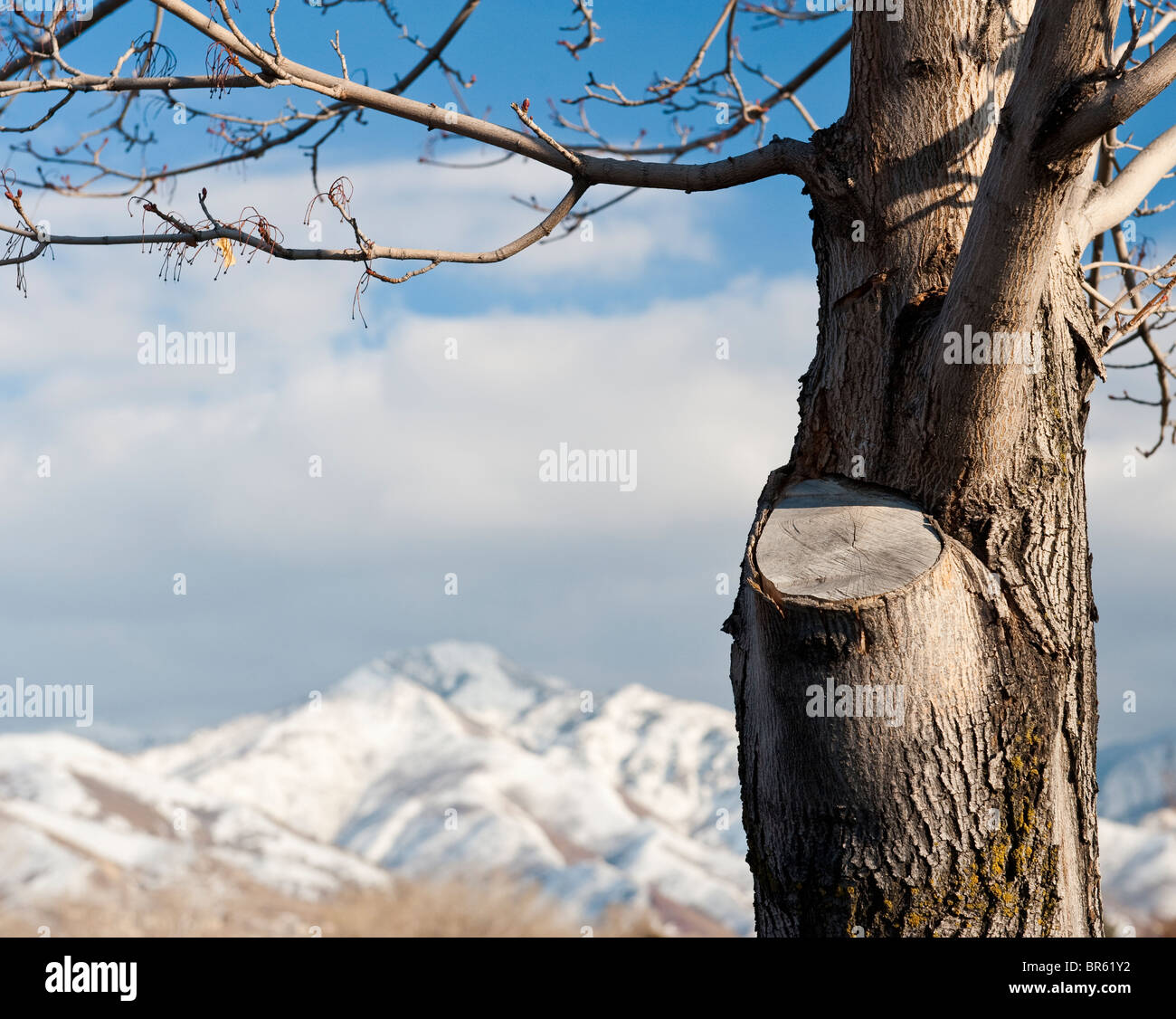 Pruned tree with snowy mountains in background Stock Photo - Alamy