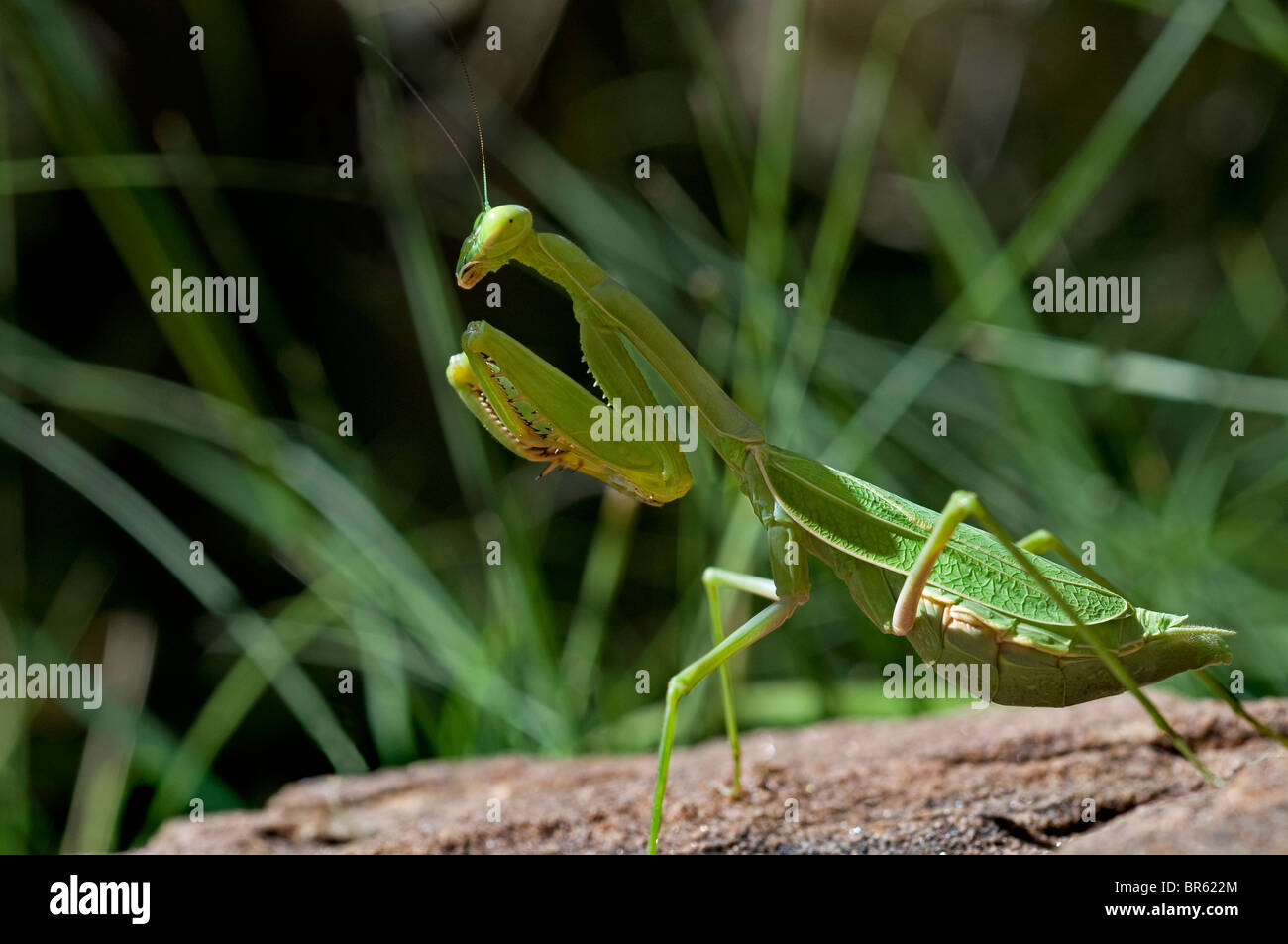 Green Preying Mantis Stock Photo - Alamy