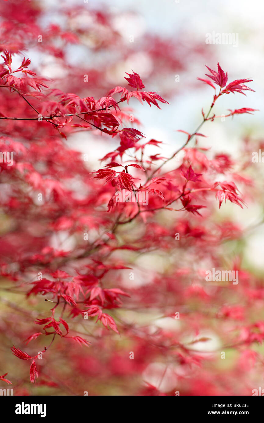 Acer Palmatum Japanese Maple High Resolution Stock Photography and ...