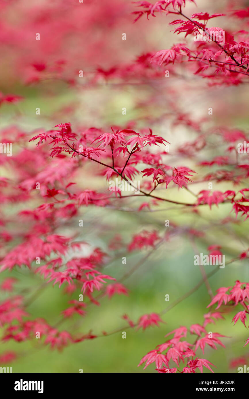 Acer palmatum leaf close up hi-res stock photography and images - Alamy