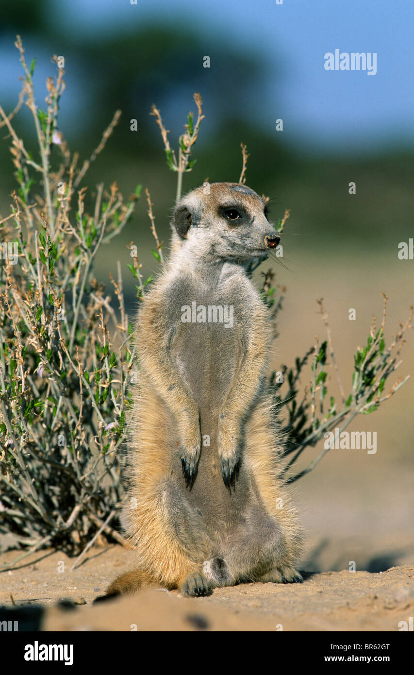 Suricate or Meerkat Suricata suricatta alert and watchful Kalahari ...