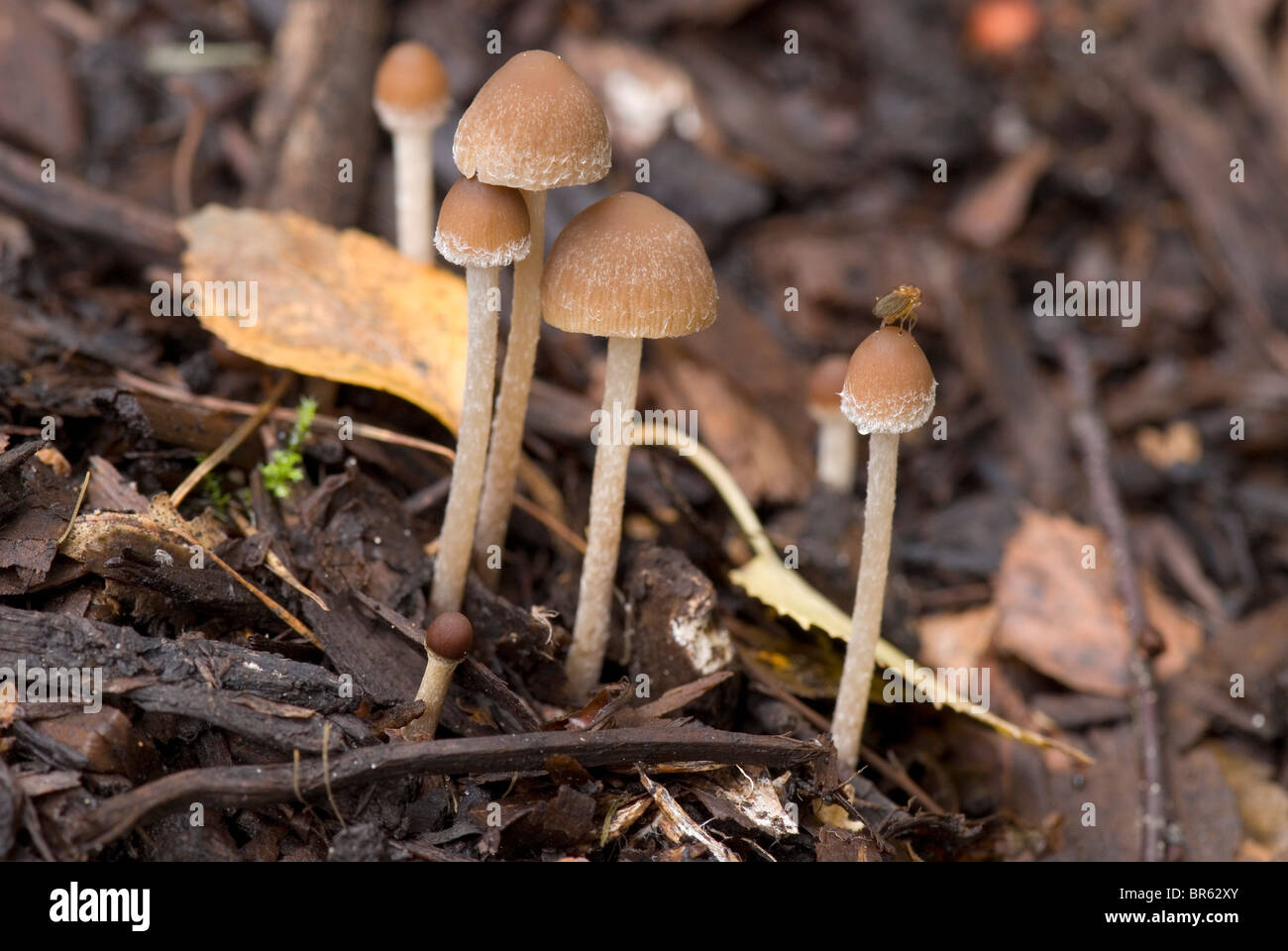 Stages of growth of fungi hi-res stock photography and images - Alamy