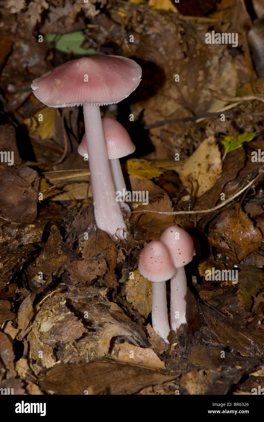 Pink Fungi Pink Gift Kit Info | Urban Farm It