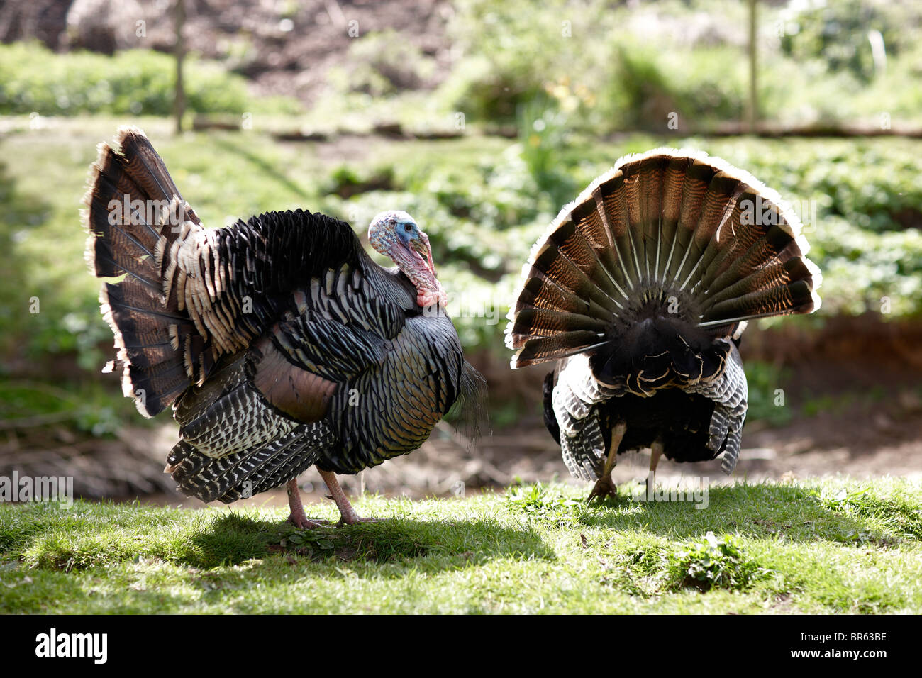 Dressed turkeys hi-res stock photography and images - Alamy
