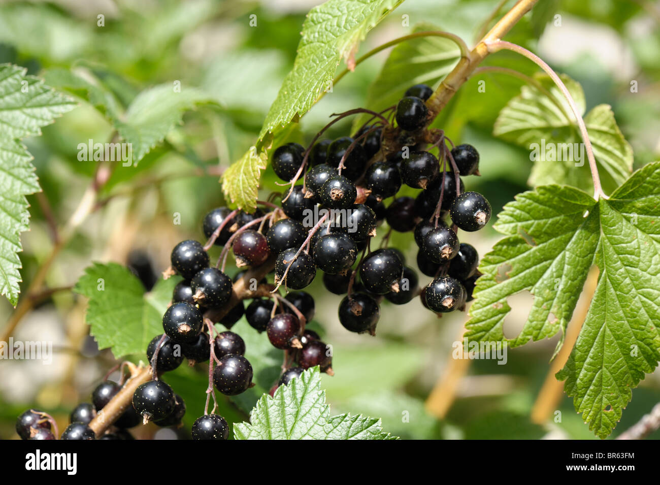 Ribes nigrum hi-res stock photography and images - Alamy
