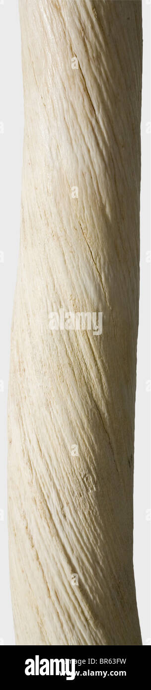 Spirally grown tusk hi-res stock photography and images - Alamy