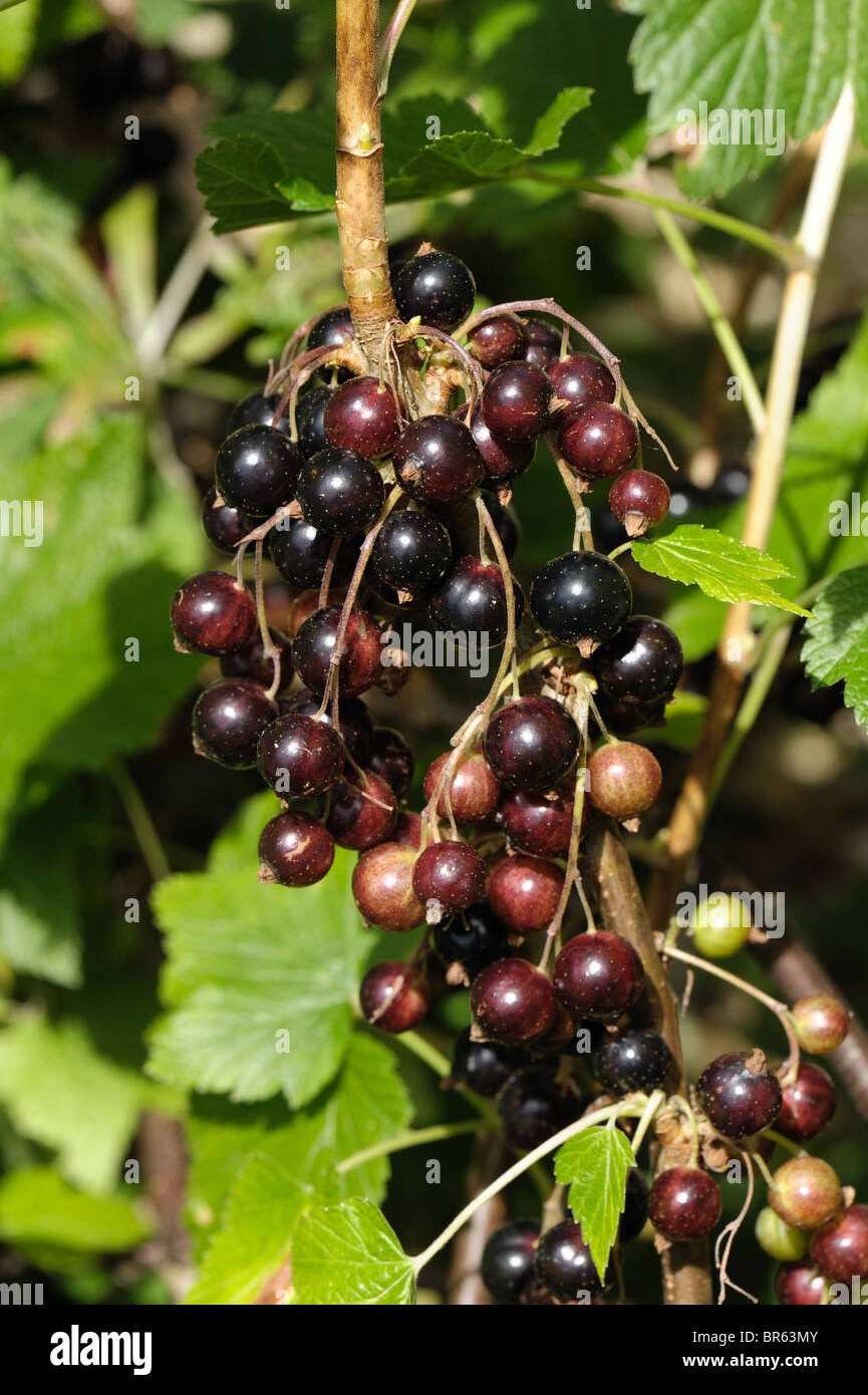 Grossulariaceae ribes nigrum hi-res stock photography and images - Alamy
