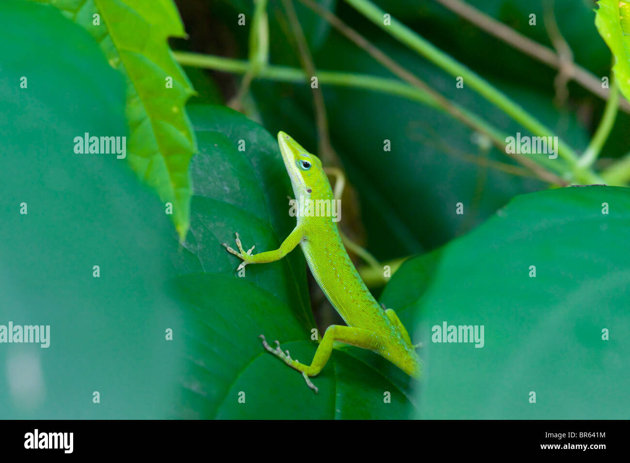 Garden gecko hi-res stock photography and images - Alamy