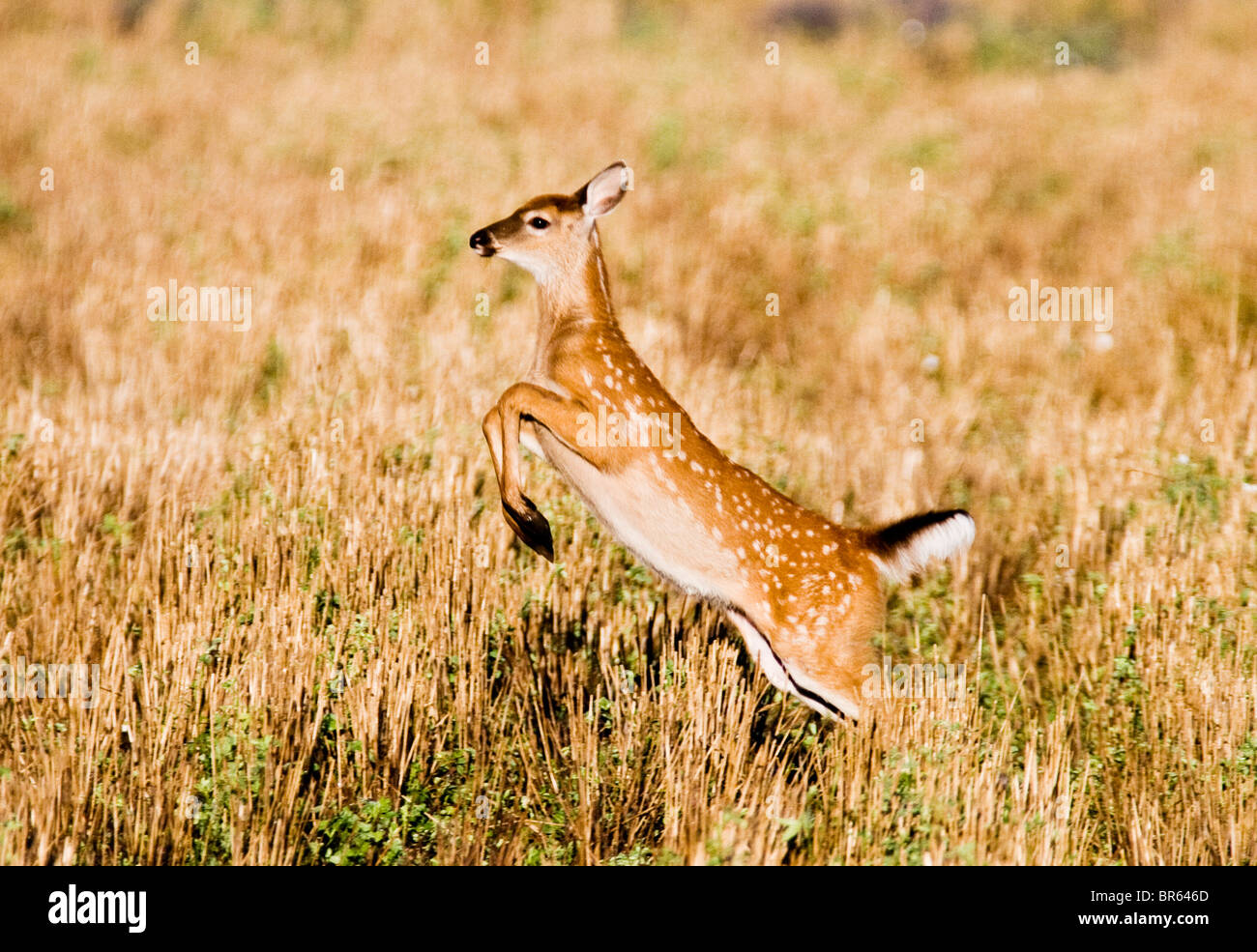 White-tailed fawn leaping Stock Photo - Alamy