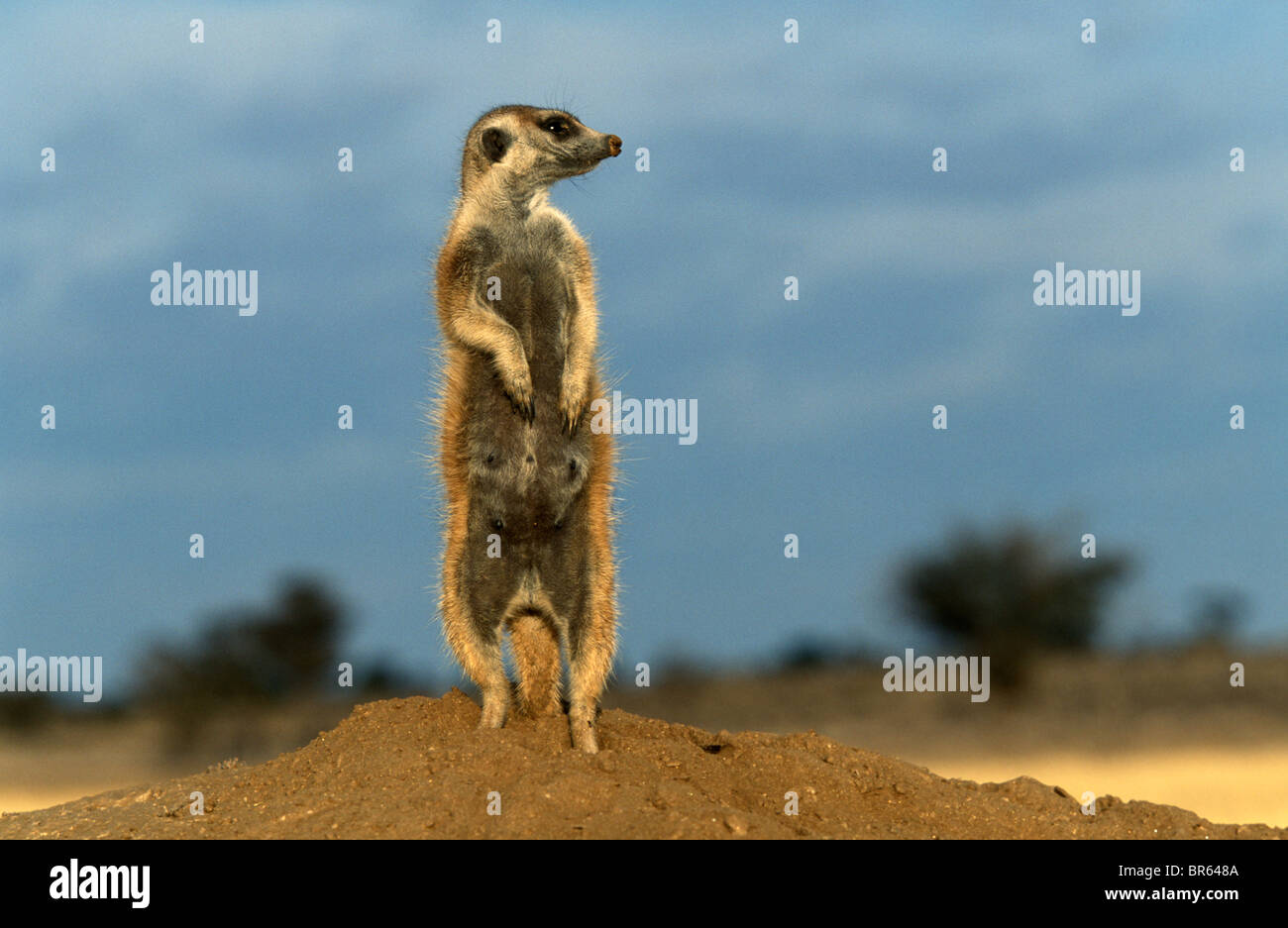 Suricate or Meerkat Suricata suricatta alert and watchful Kalahari ...