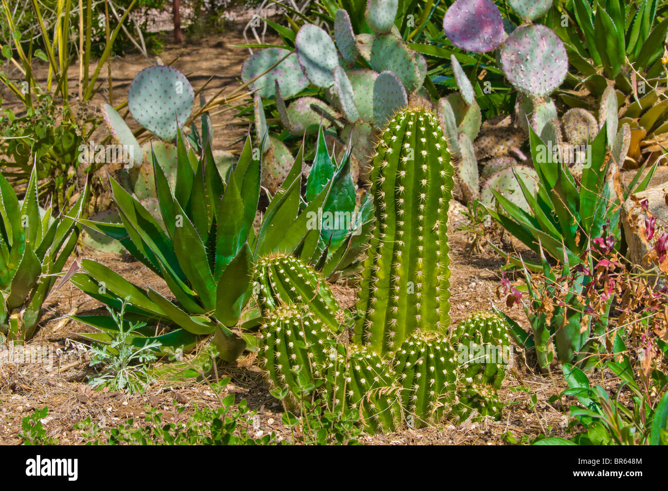 Desert Cactus Plants Stock Photo - Alamy