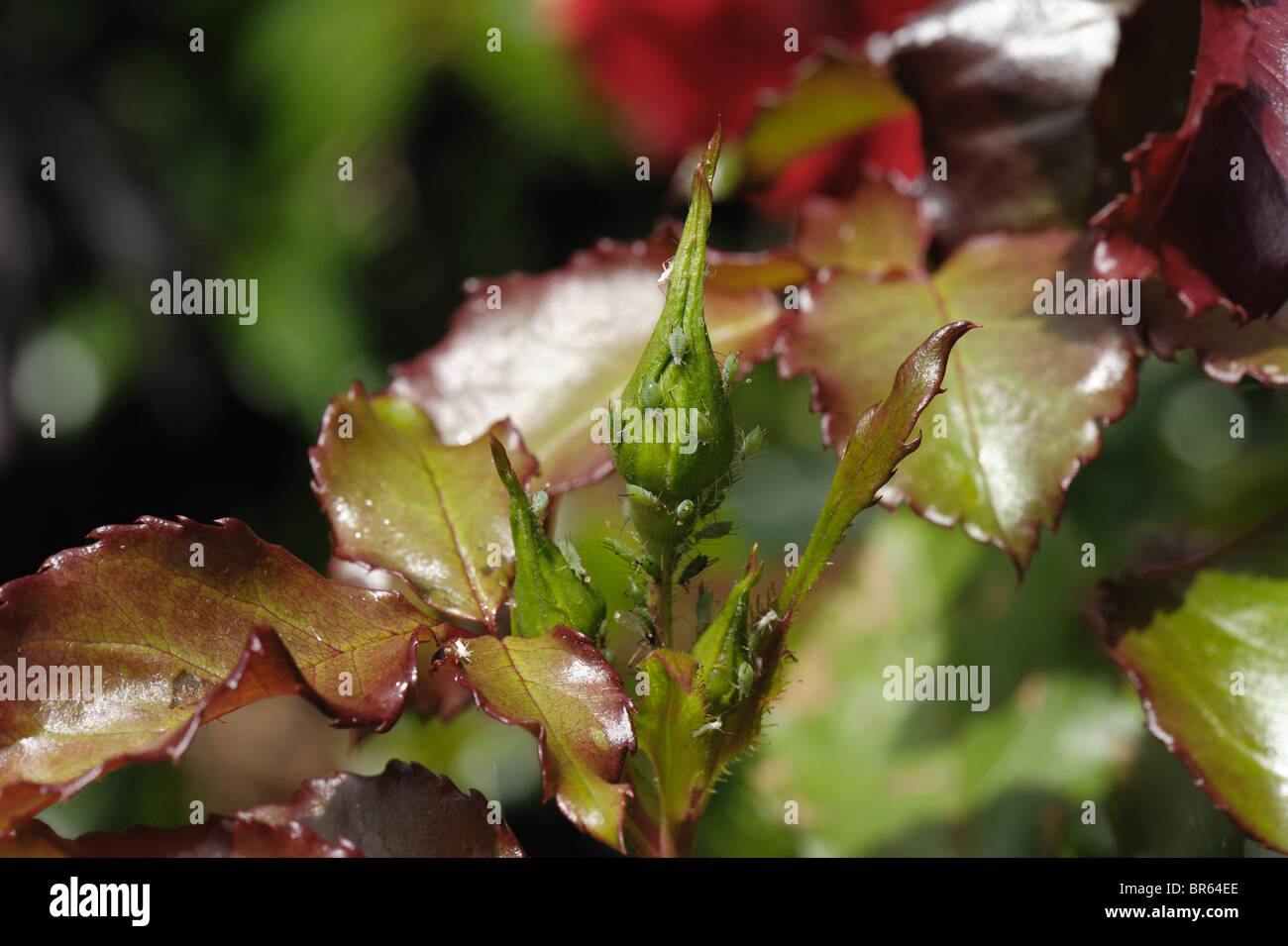 Greenfly rose hi-res stock photography and images - Alamy
