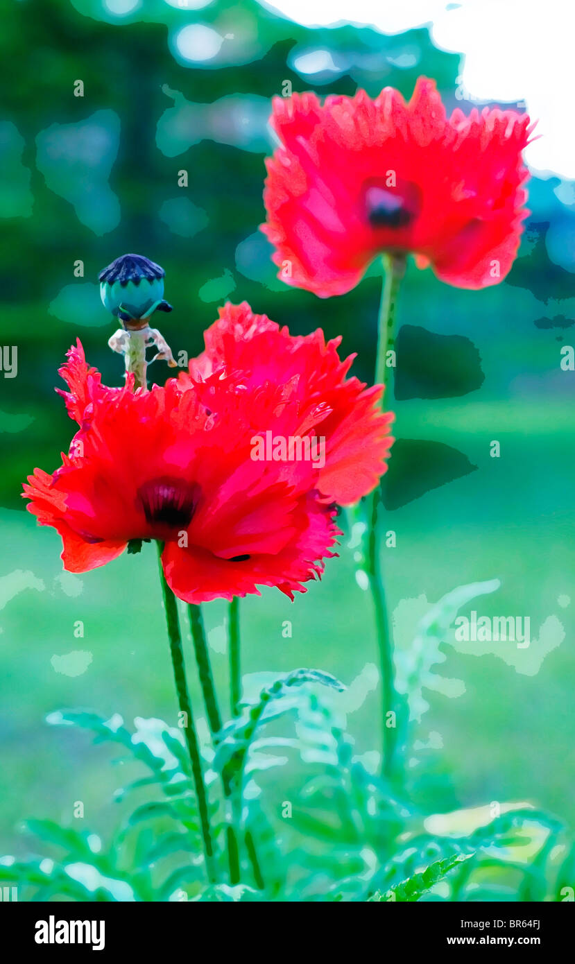 There are two beautiful flowers on green background Stock Photo - Alamy