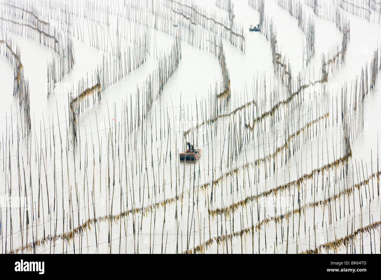 Fishing boat sailing through bamboo sticks for drying seaweed, East ...