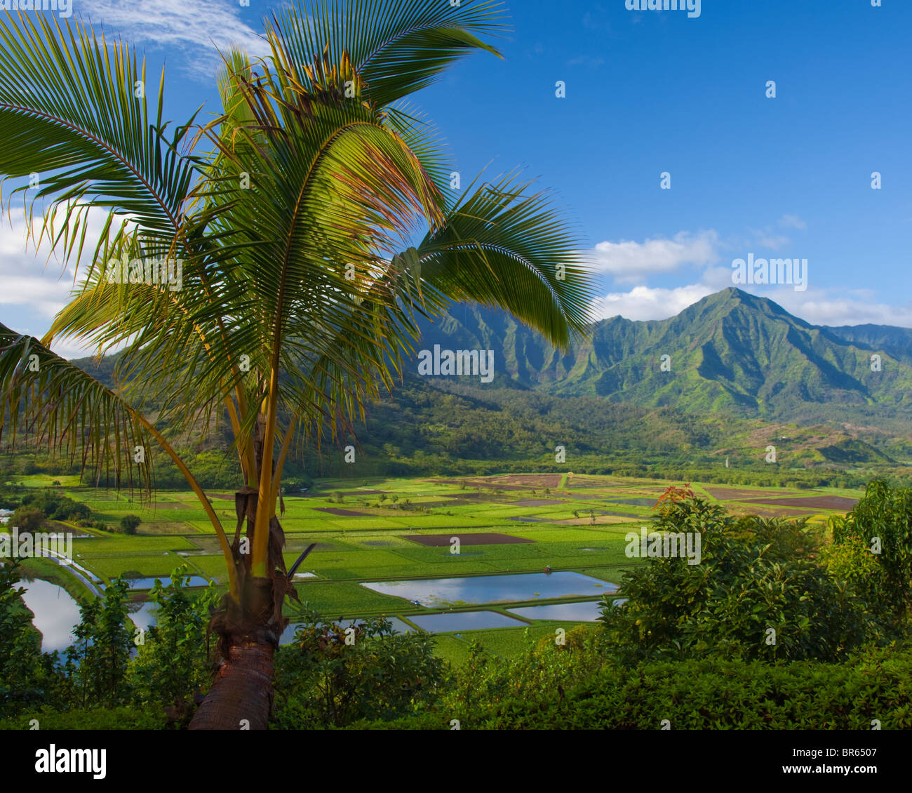 American taro hi-res stock photography and images - Alamy