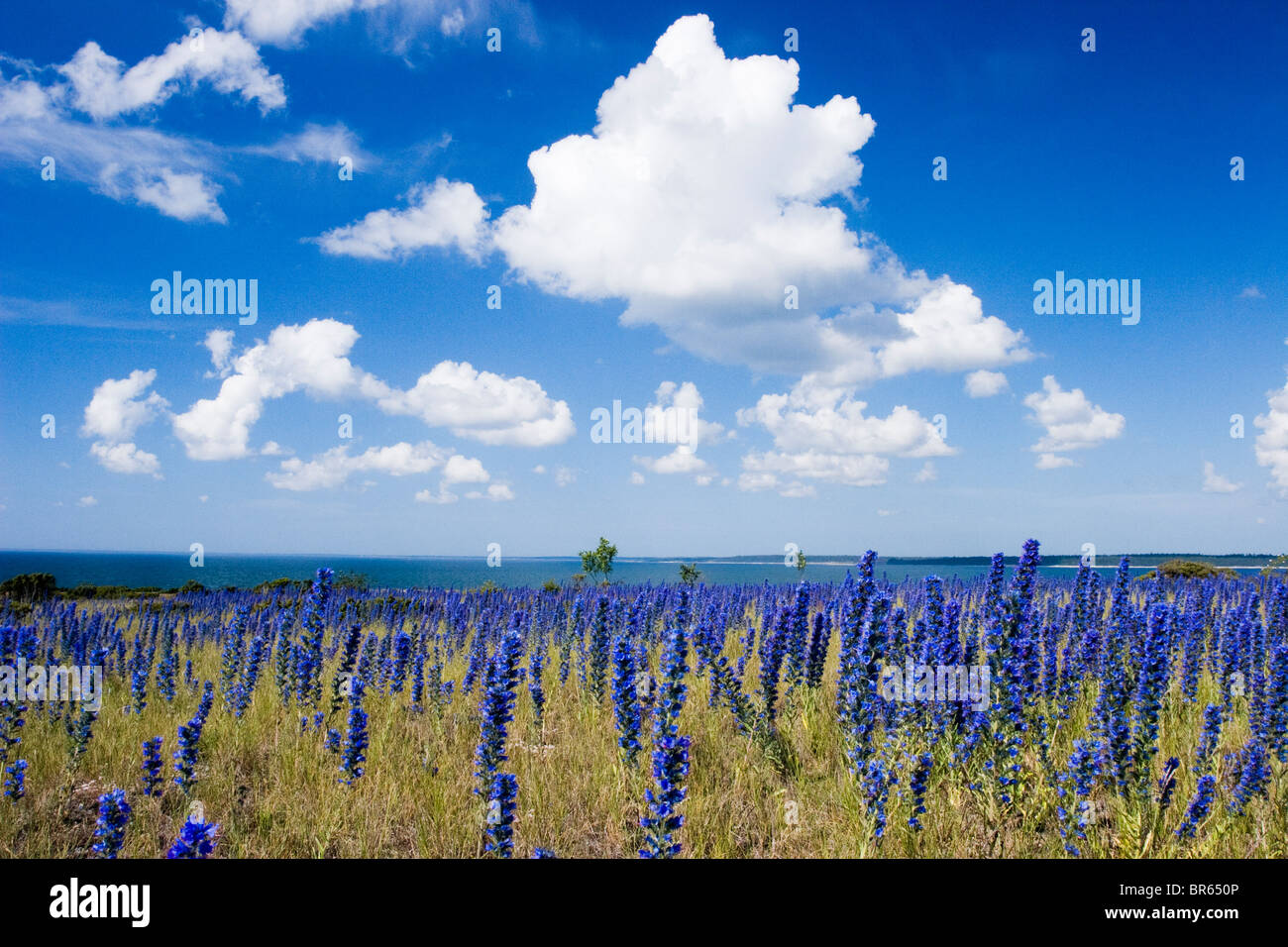 Sysne hi-res stock photography and images - Alamy
