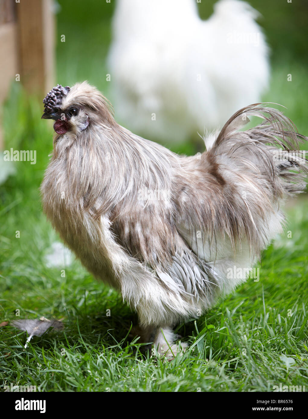 Blue silkie silky chicken Stock Photo - Alamy