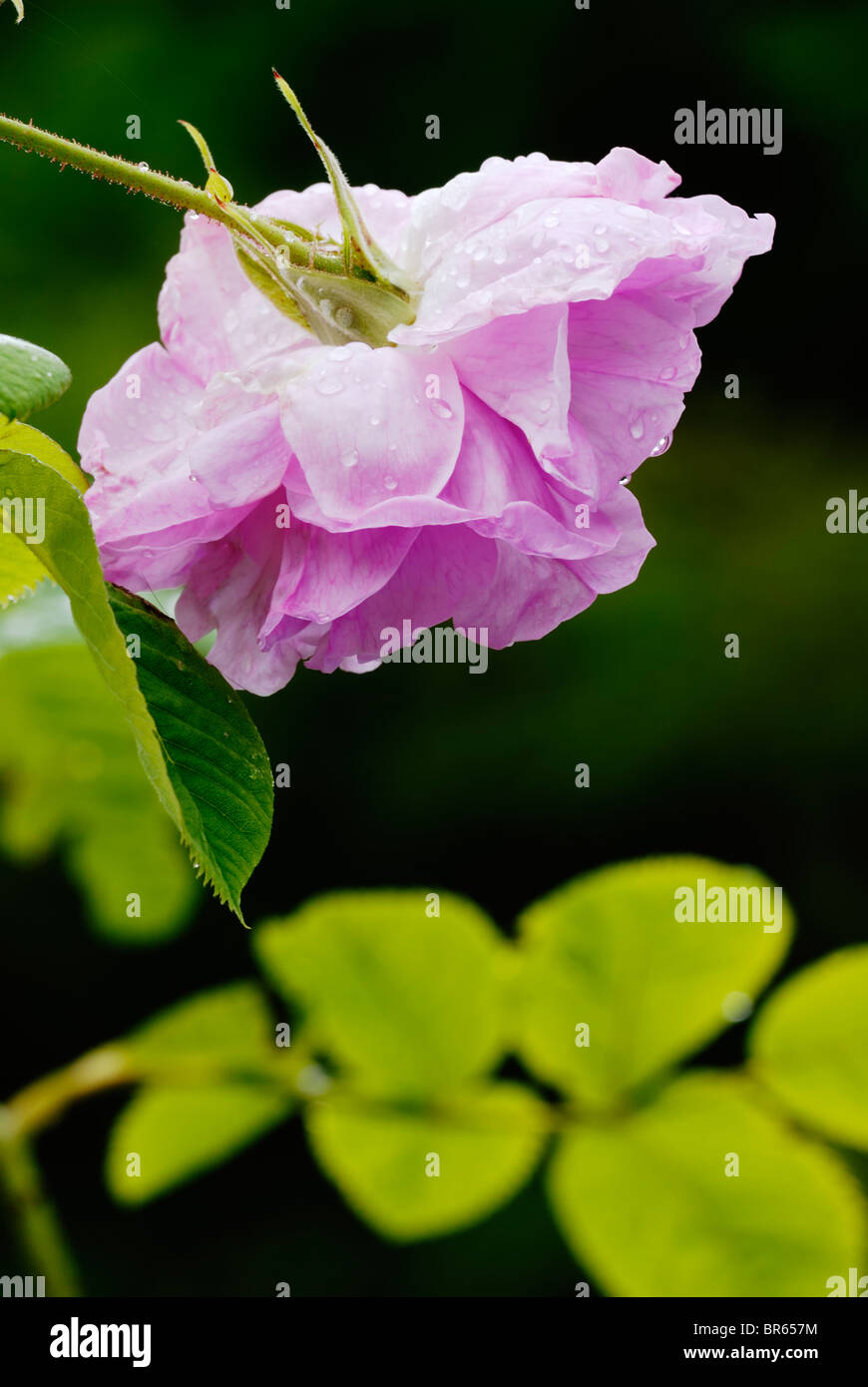 Rosa damascena hi-res stock photography and images - Alamy