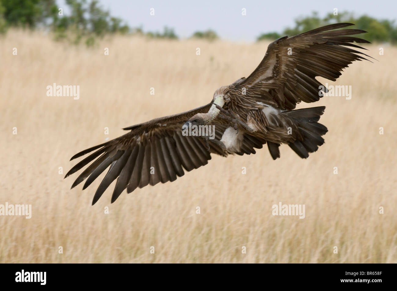 Flying Vulture Bird Stock Photo - Alamy