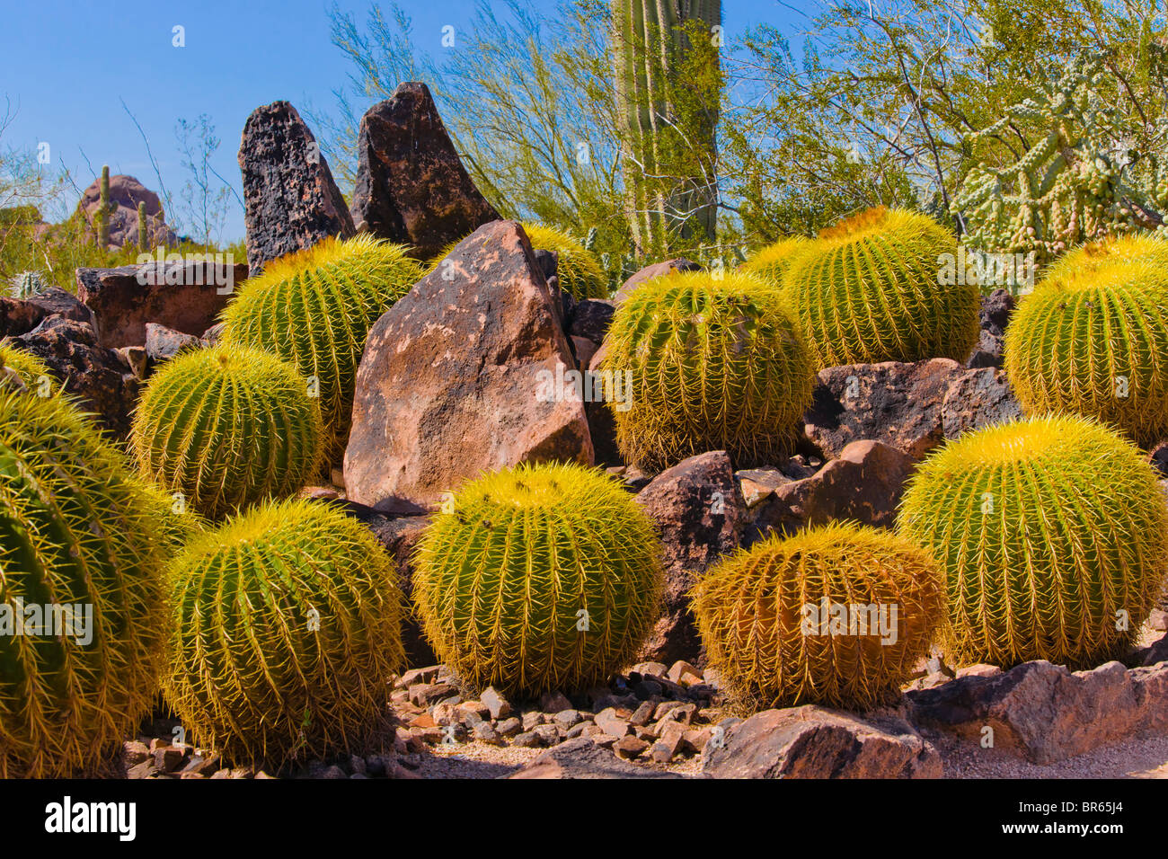 Barrel cactus desert hi-res stock photography and images - Alamy