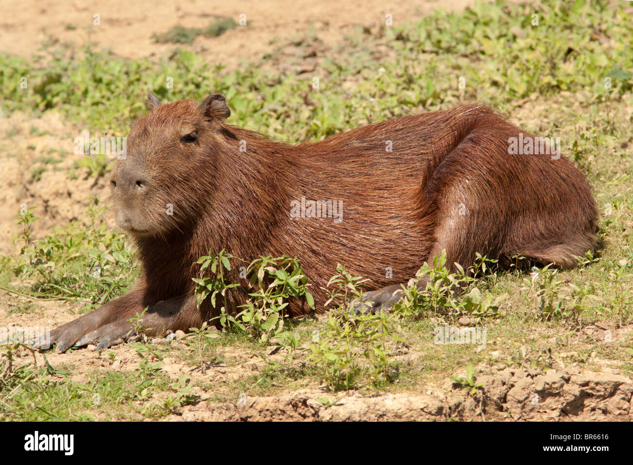 Capibara hi-res stock photography and images - Alamy