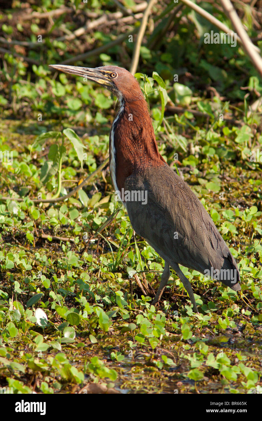 Tiger bittern hi-res stock photography and images - Alamy