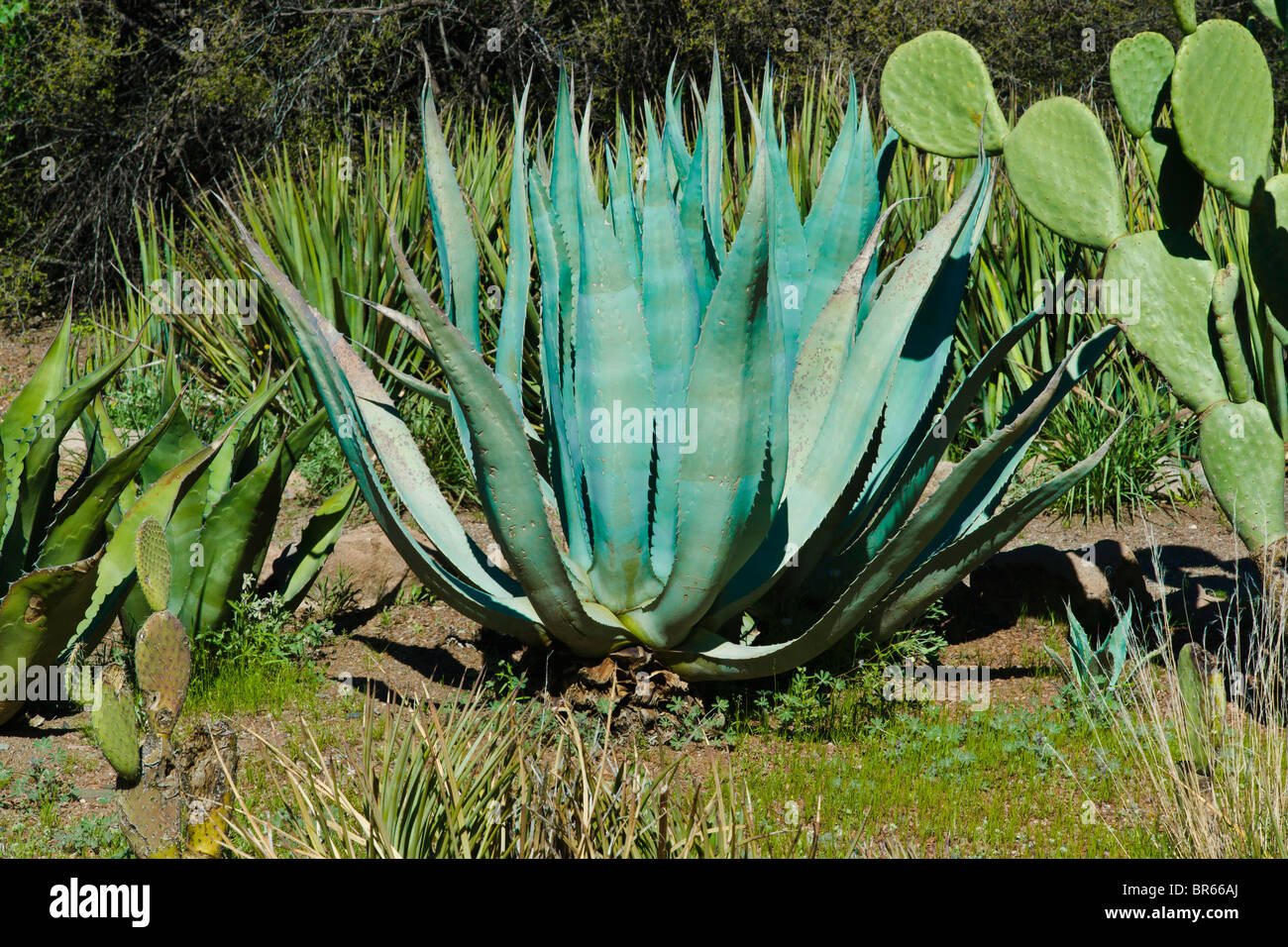Desert Cactus Plants Stock Photo - Alamy